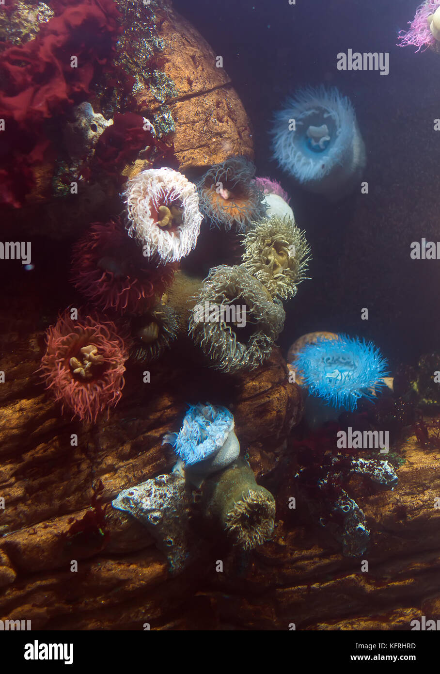 Sea anemones in the ocean. Bunodactis reynaudi Stock Photo - Alamy