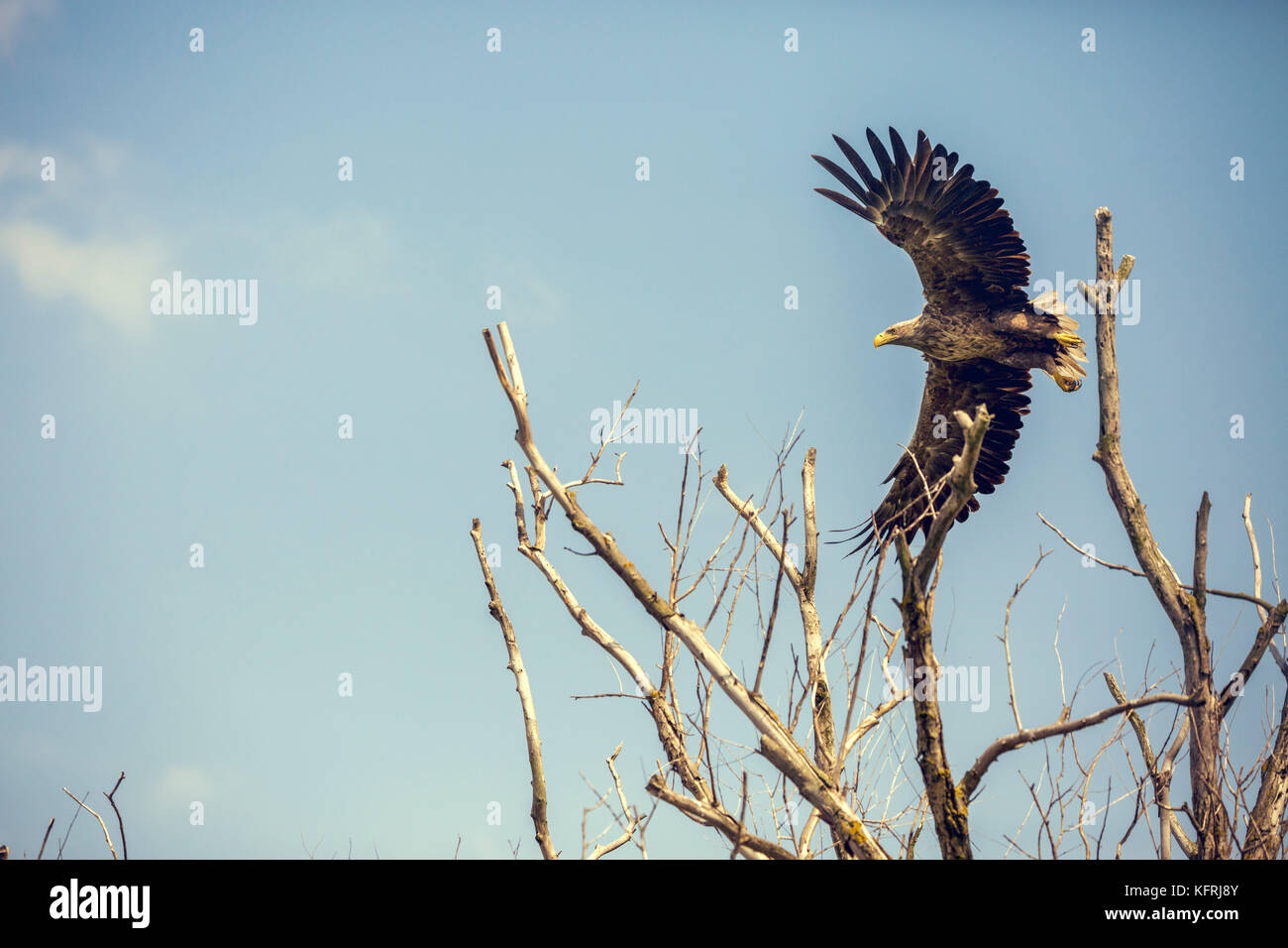 A starting eagle in the Danube Delta in Romania Stock Photo - Alamy