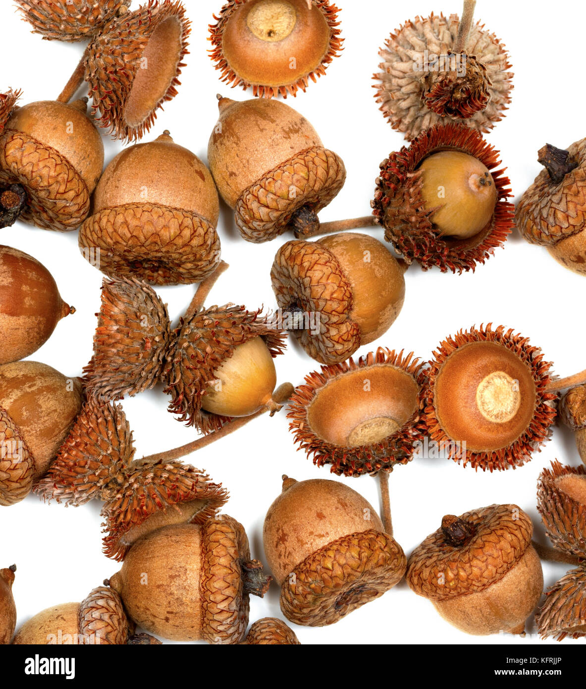 Autumn oak acorns. Isolated on white background. View from above Stock ...
