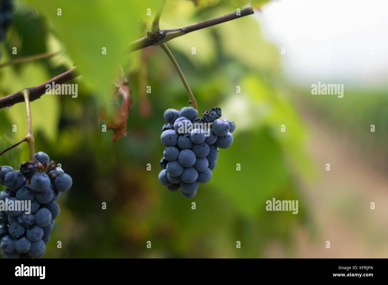 Small cluster of grapes hanging from a branch in a vineyard with a ...
