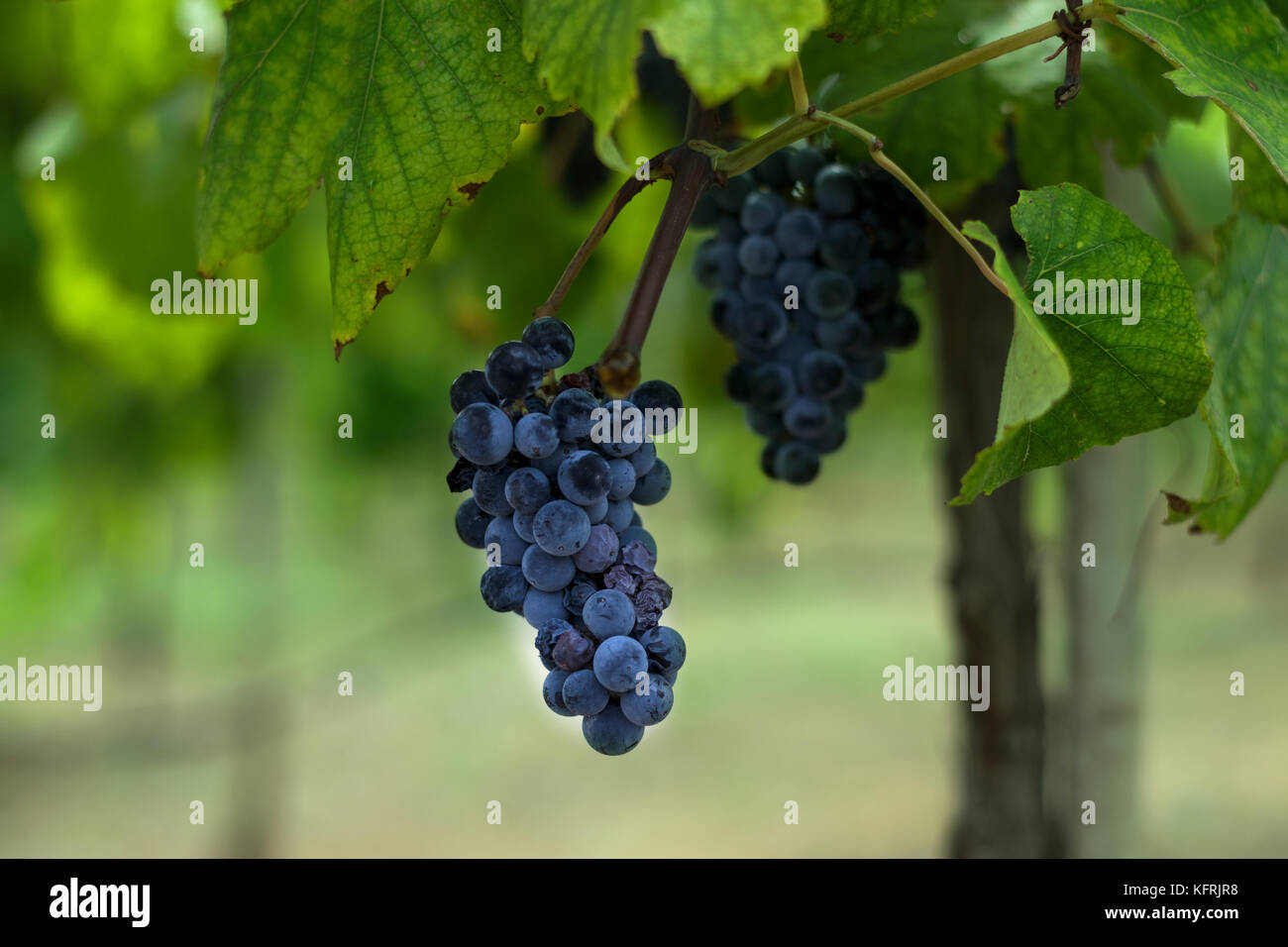 Cluster of dark purple grapes hanging from a branch on a vine in a ...