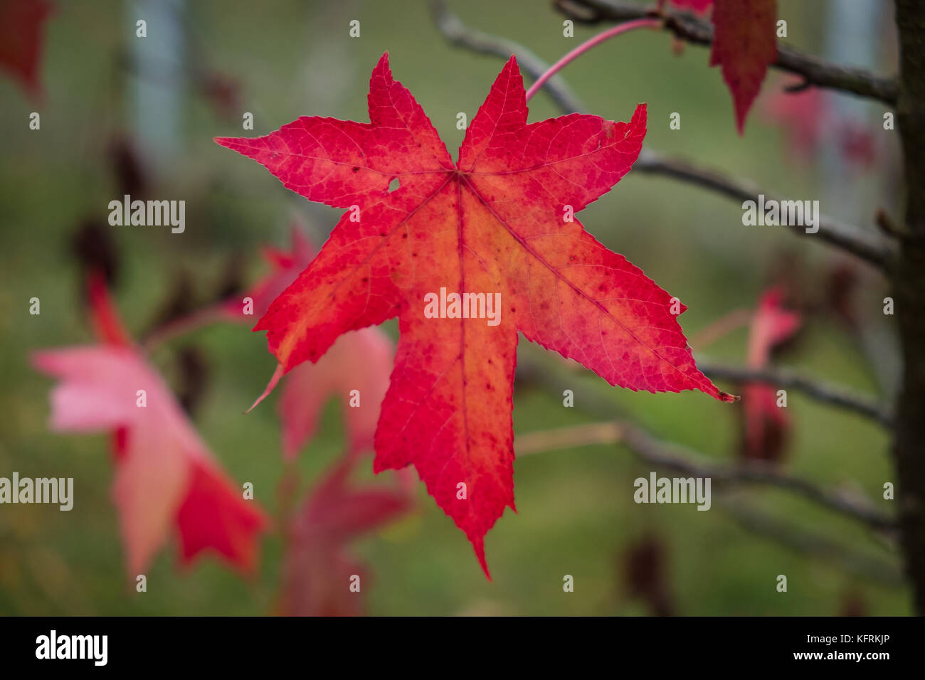 Sweet gum tree hi-res stock photography and images - Alamy