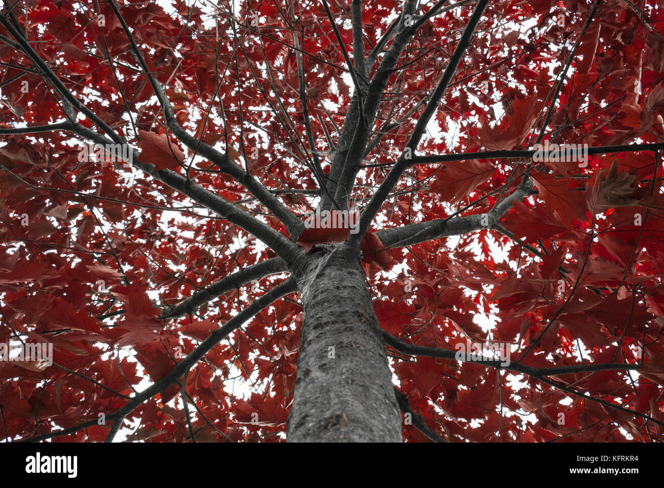 Oak treetop hi-res stock photography and images - Alamy
