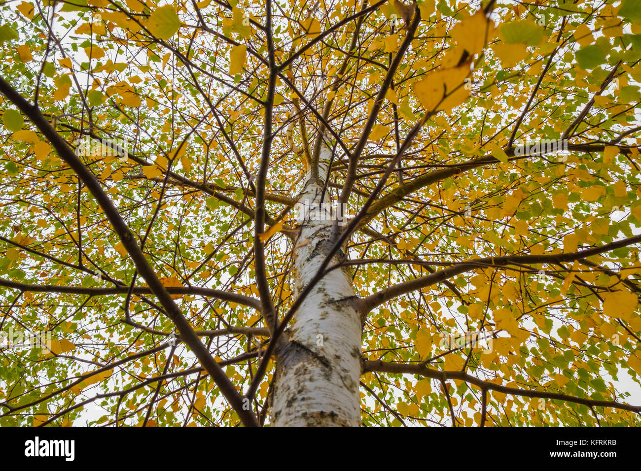 Gold birch hi-res stock photography and images - Alamy