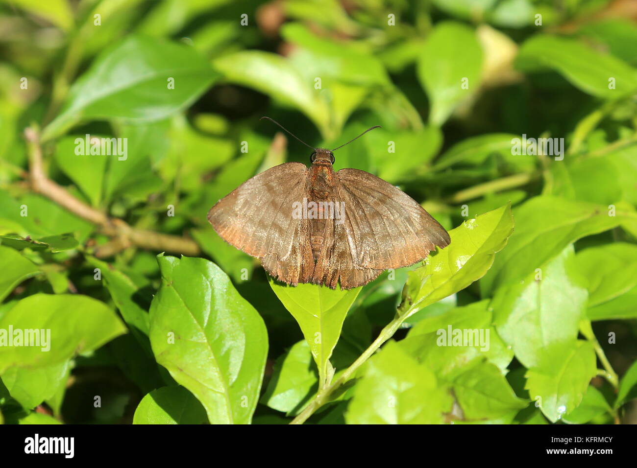 Monteverde insects hi-res stock photography and images - Alamy
