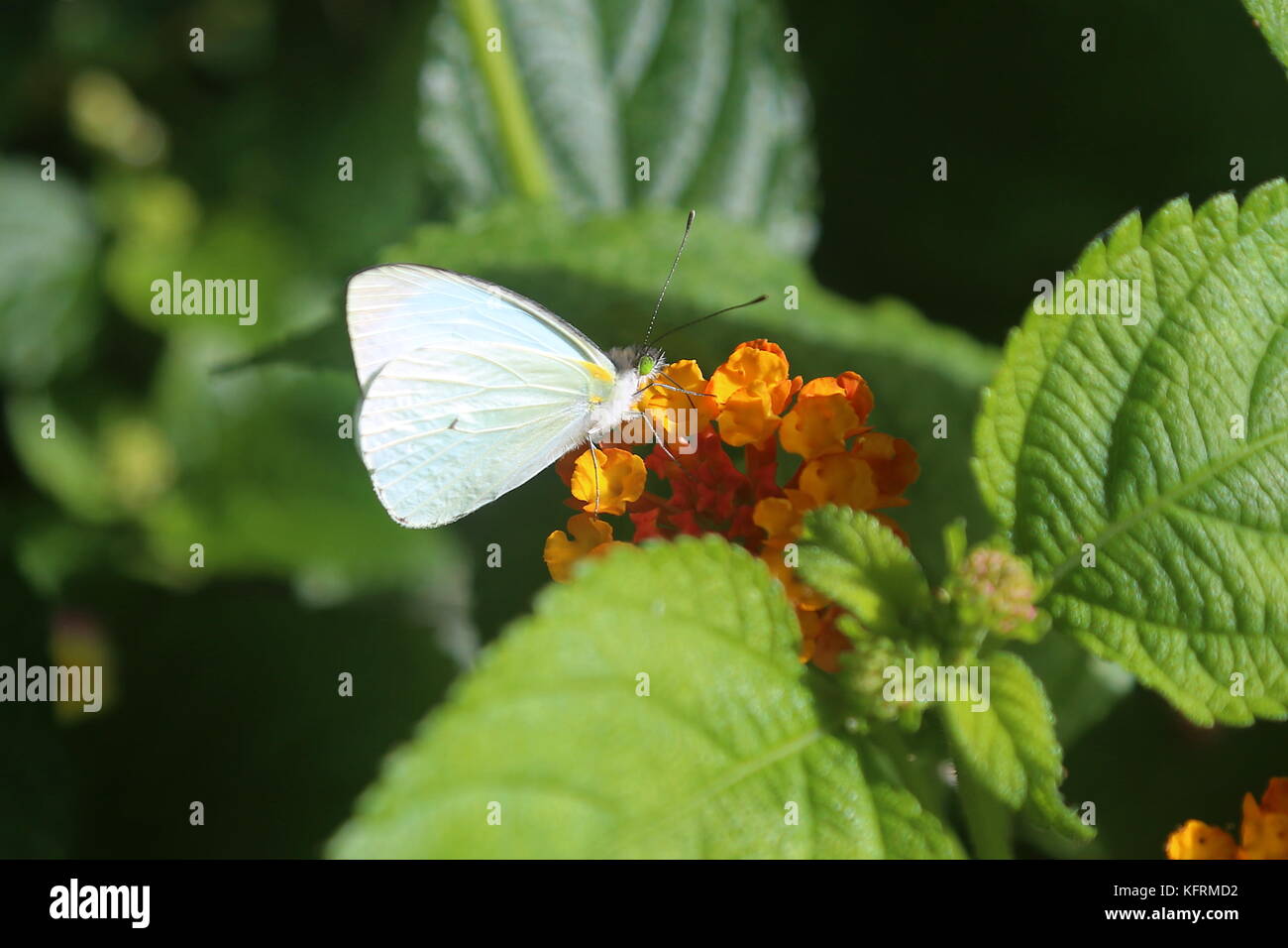 Appias drusilla hi-res stock photography and images - Alamy