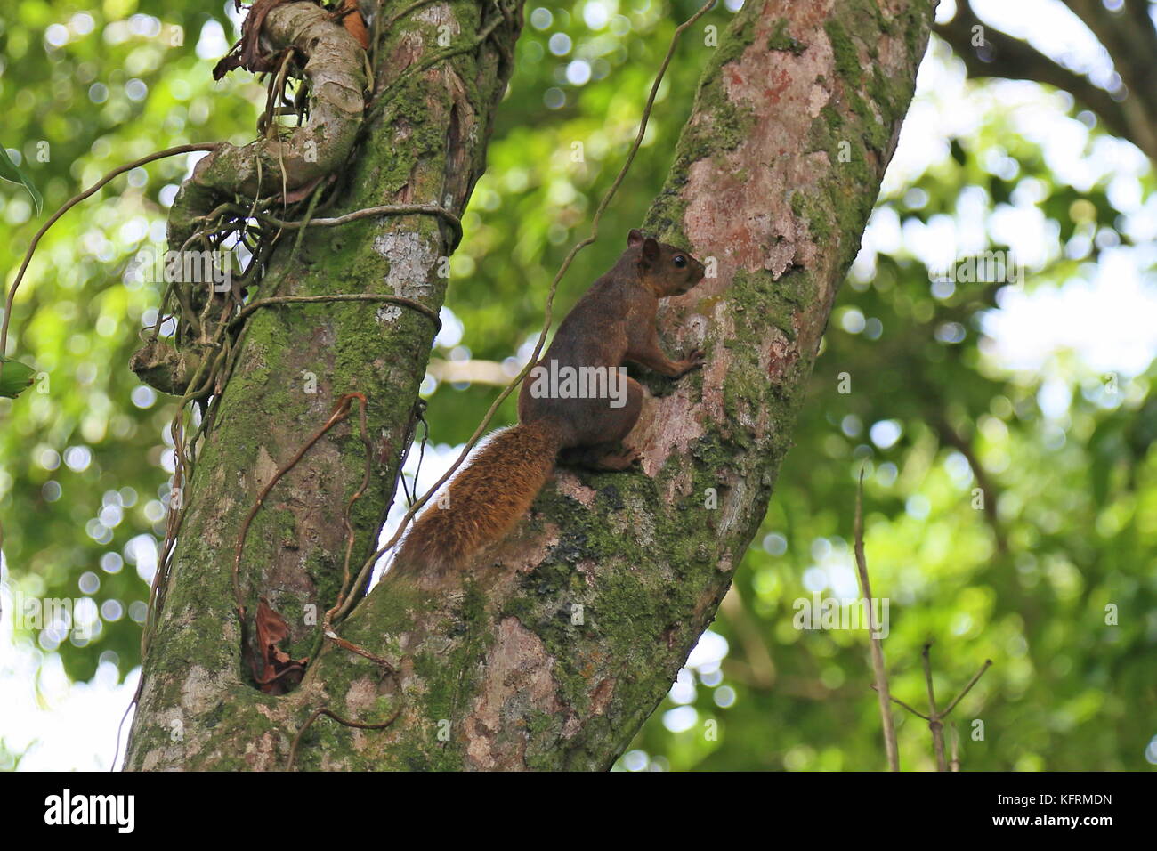 Variegated Squirrel (Sciurus variegatoides), Puerto Viejo de Talamanca ...
