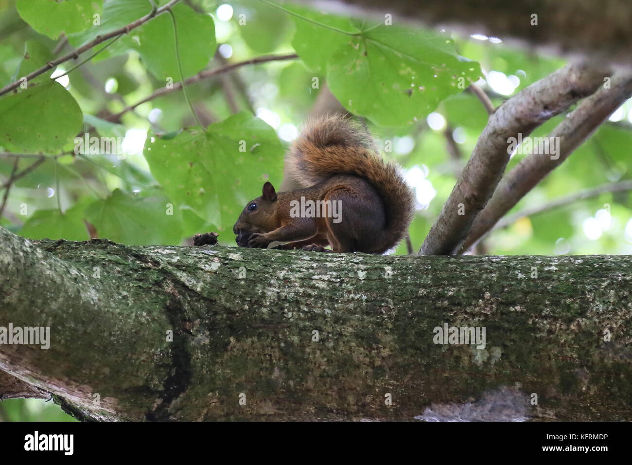 Variegated Squirrel (Sciurus variegatoides), Puerto Viejo de Talamanca ...