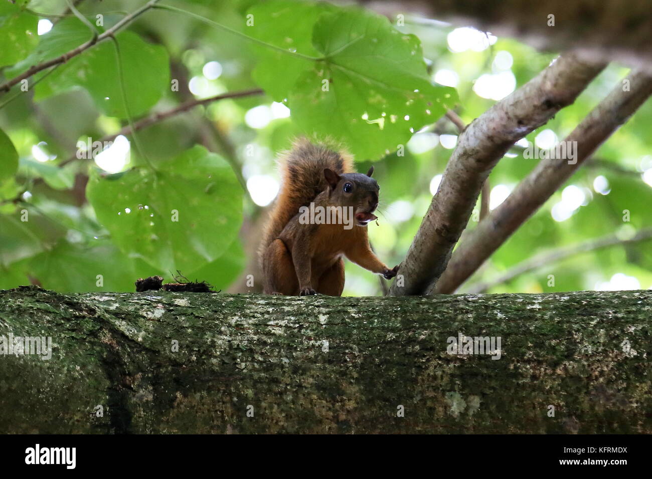 Variegated Squirrel (Sciurus variegatoides), Puerto Viejo de Talamanca ...