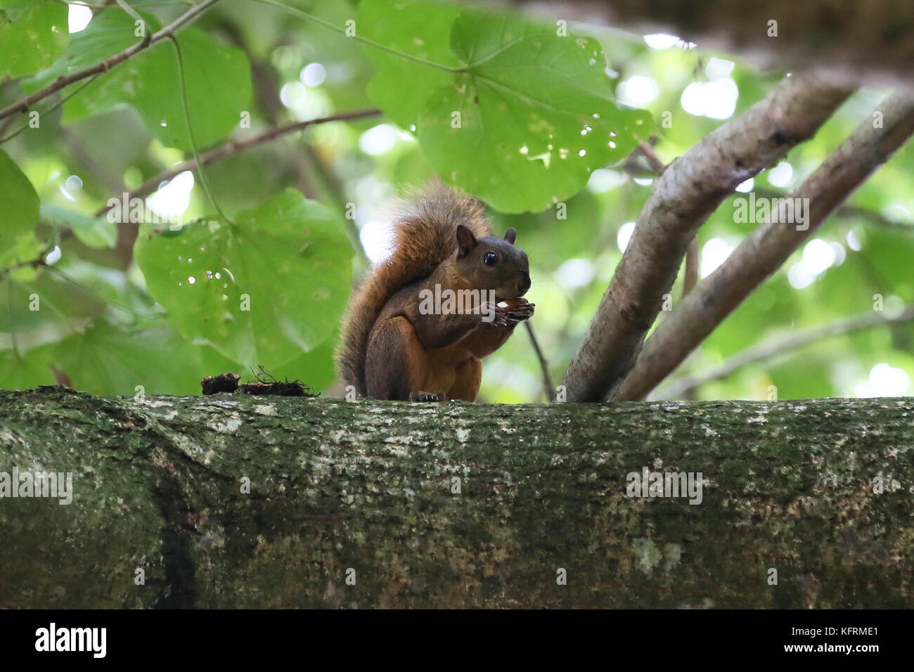 Variegated Squirrel (Sciurus variegatoides), Puerto Viejo de Talamanca ...
