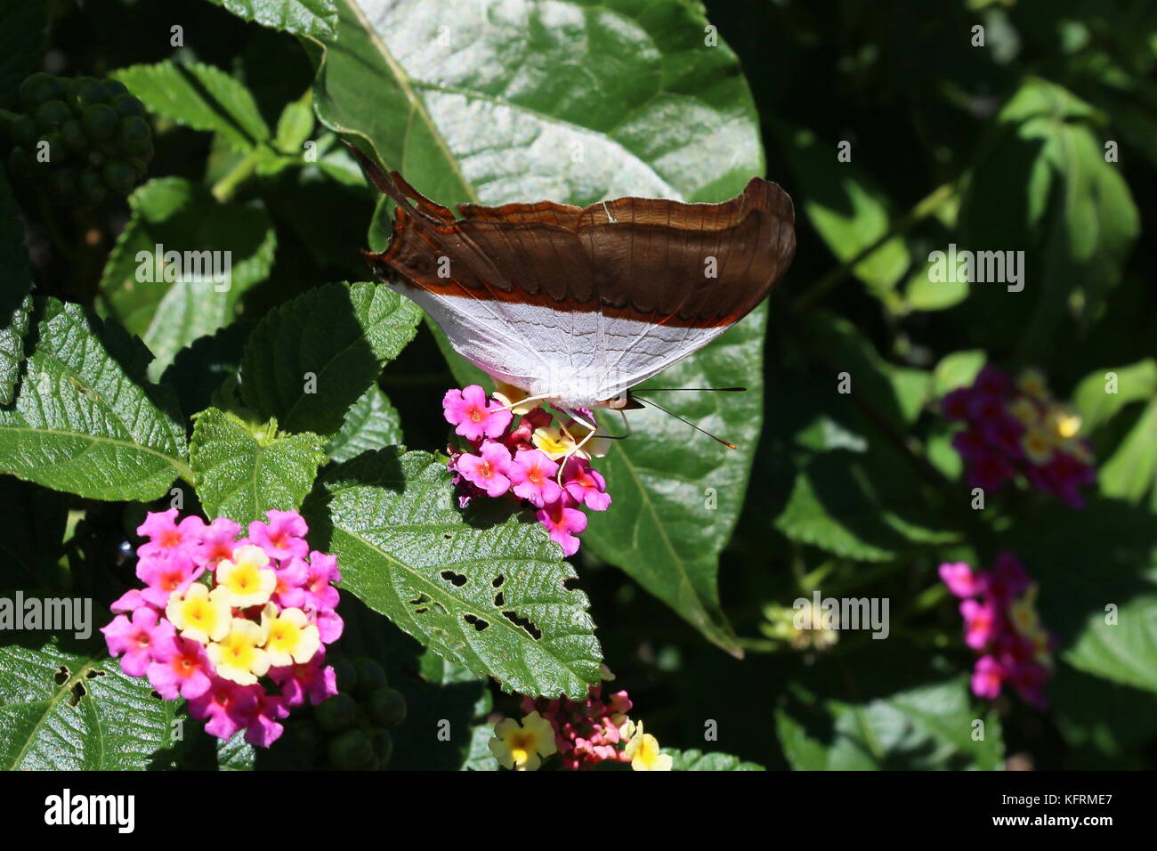 Waiter Daggerwing (Marpesia zerynthia), Pilas, Alajuela, Alajuela ...