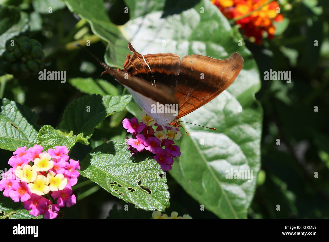 Waiter Daggerwing (Marpesia zerynthia), Pilas, Alajuela, Alajuela ...