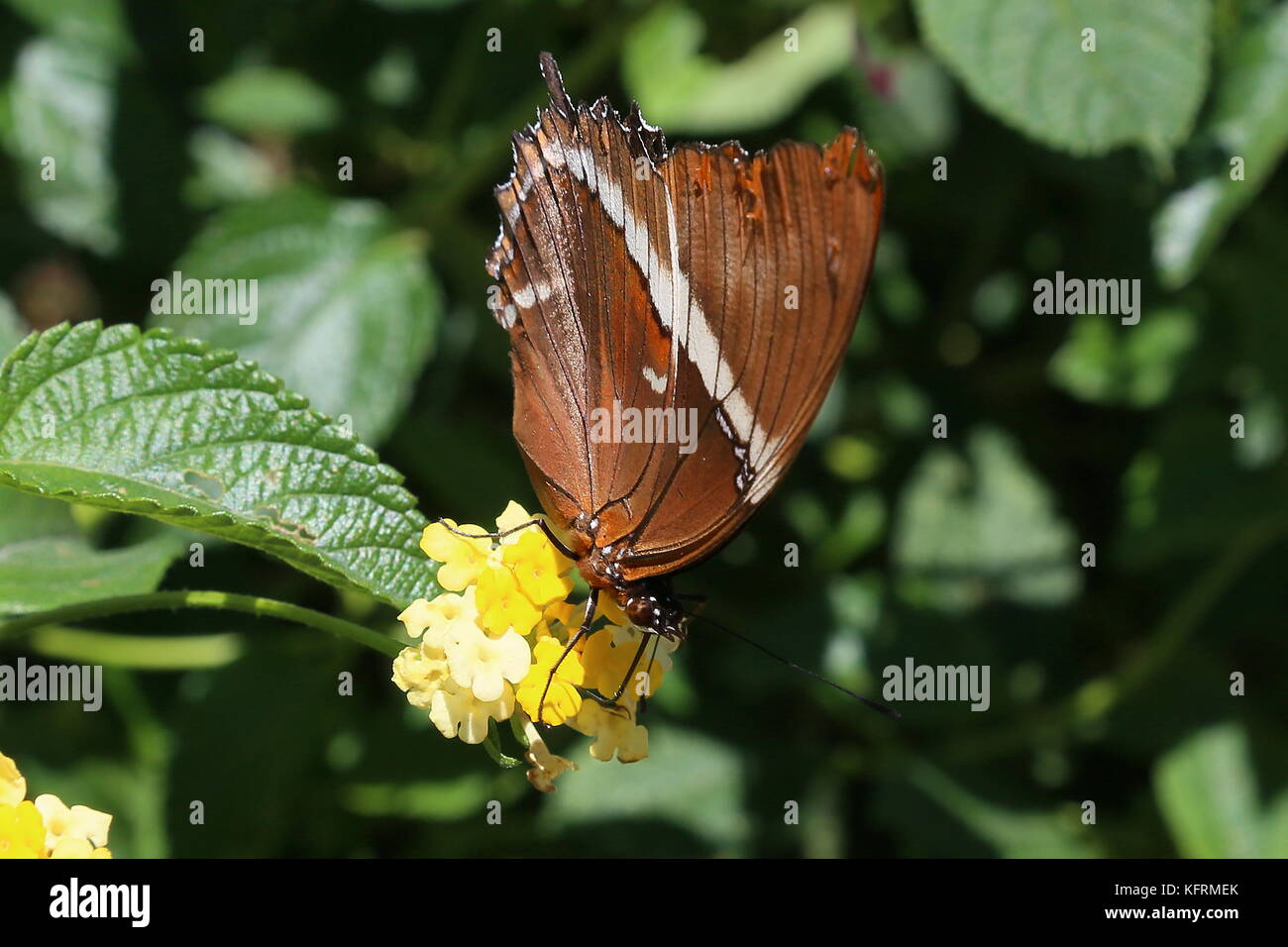 Epaphus High Resolution Stock Photography and Images - Alamy