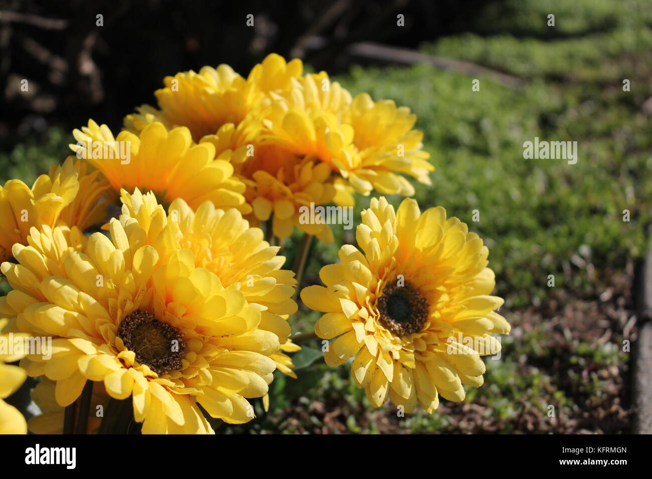 Landscape pictures ( nature, sea, ocean, flower, trees, sky Stock Photo ...