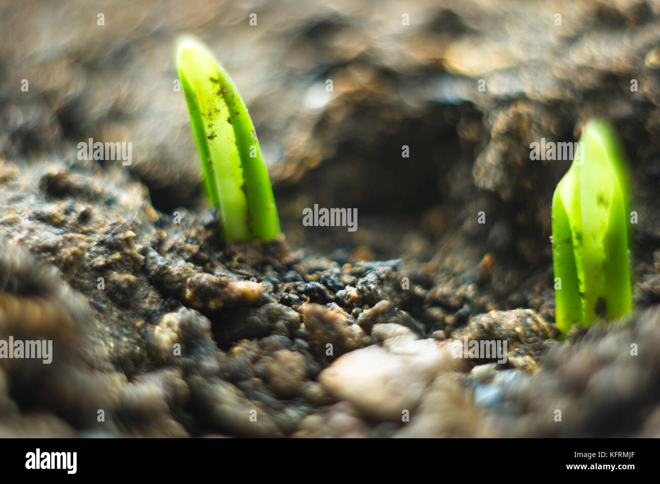growing little green sprouts of young plants in sunlight Stock Photo ...