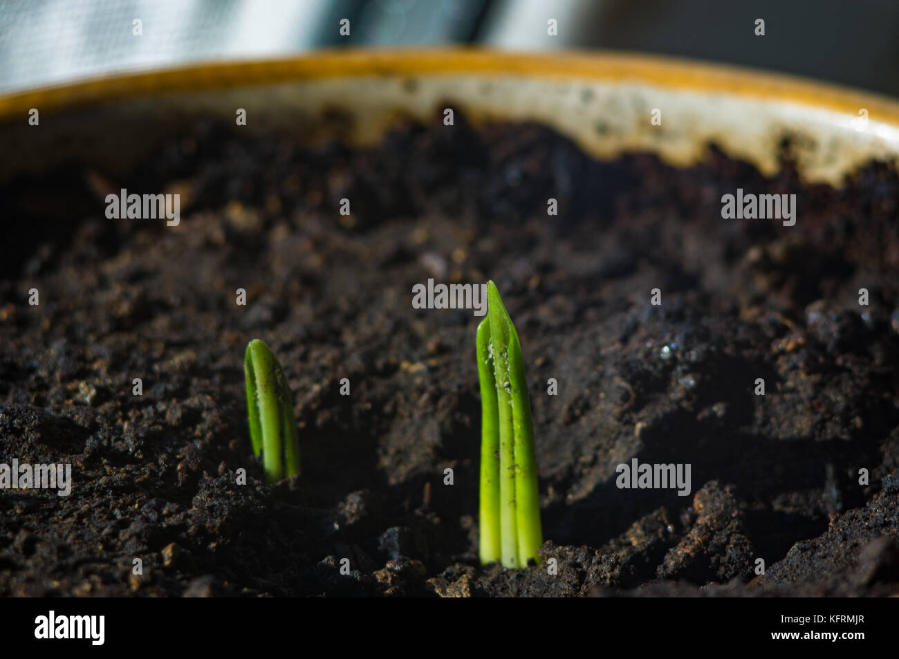 growing little green sprouts of young plants in sunlight Stock Photo ...