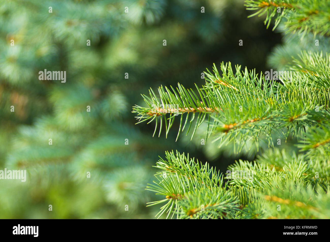 Green fluffy fir tree branch close up, Christmas wallpaper concept ...