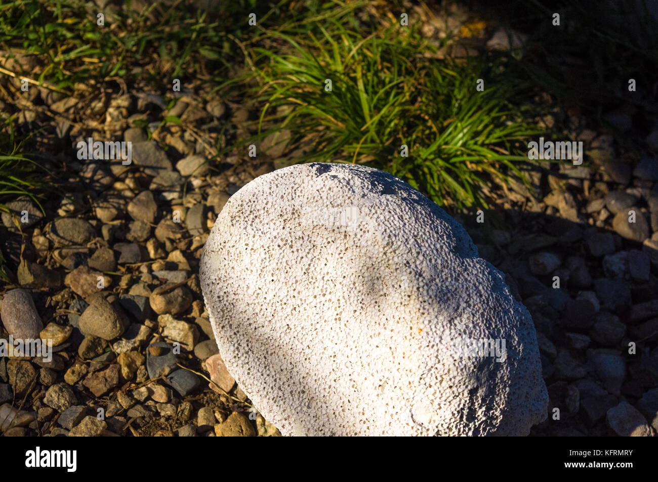 white porous stone lying on the gravel path with green grass, evening ...