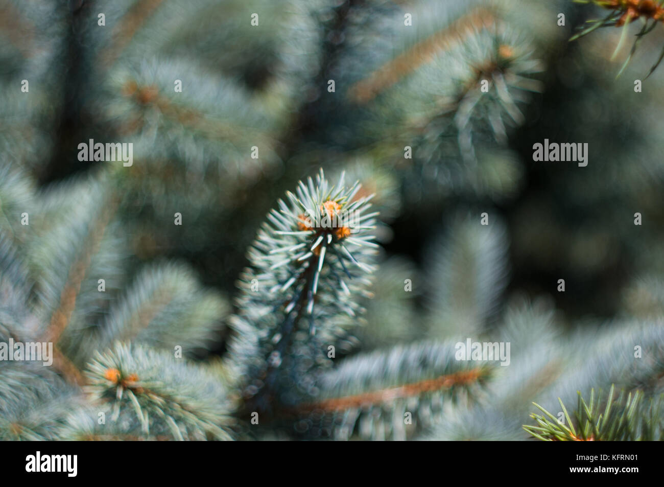 Green fluffy fir tree branch close up, Christmas wallpaper concept ...