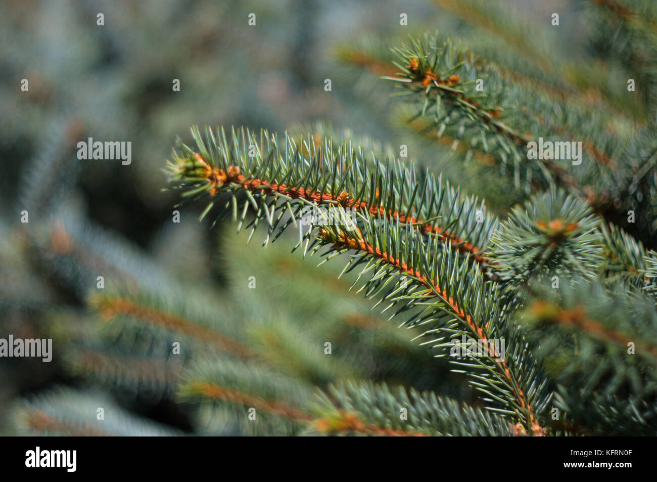 Green fluffy fir tree branch close up, Christmas wallpaper concept ...