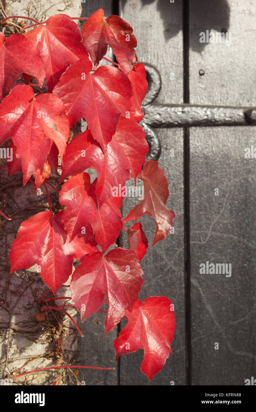 Ivy vine patterns hi-res stock photography and images - Alamy