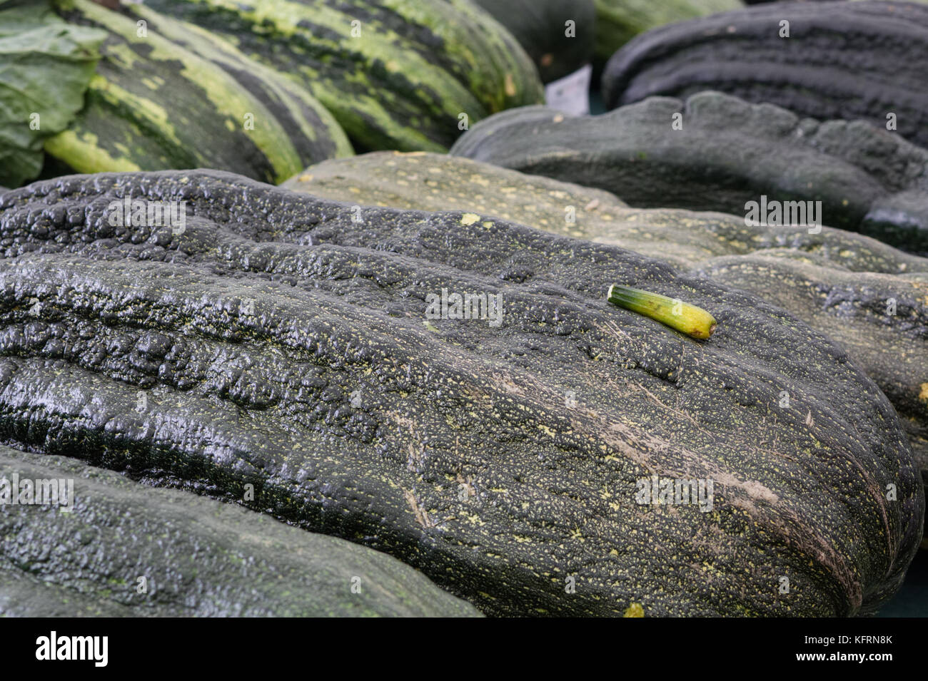 Small marrow on gigantic marrow hi-res stock photography and images - Alamy