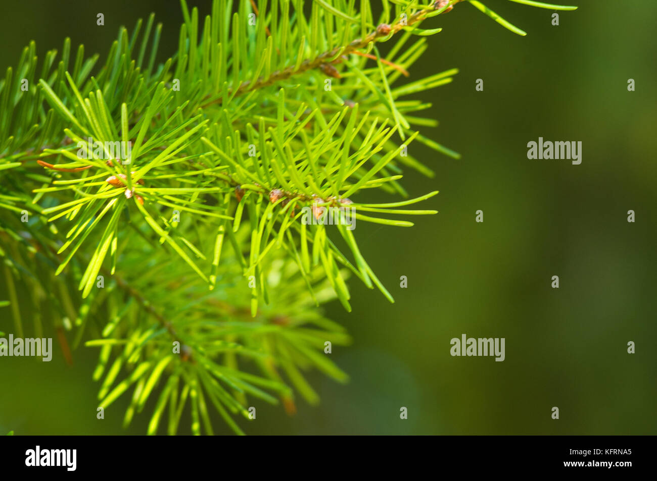 Green fluffy fir tree branch close up, Christmas wallpaper concept ...