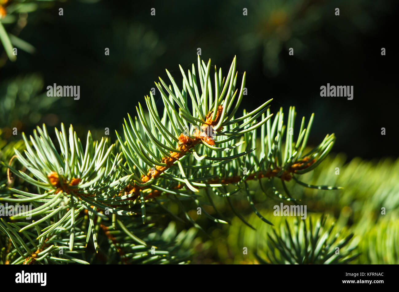 Green fluffy fir tree branch close up, Christmas wallpaper concept ...
