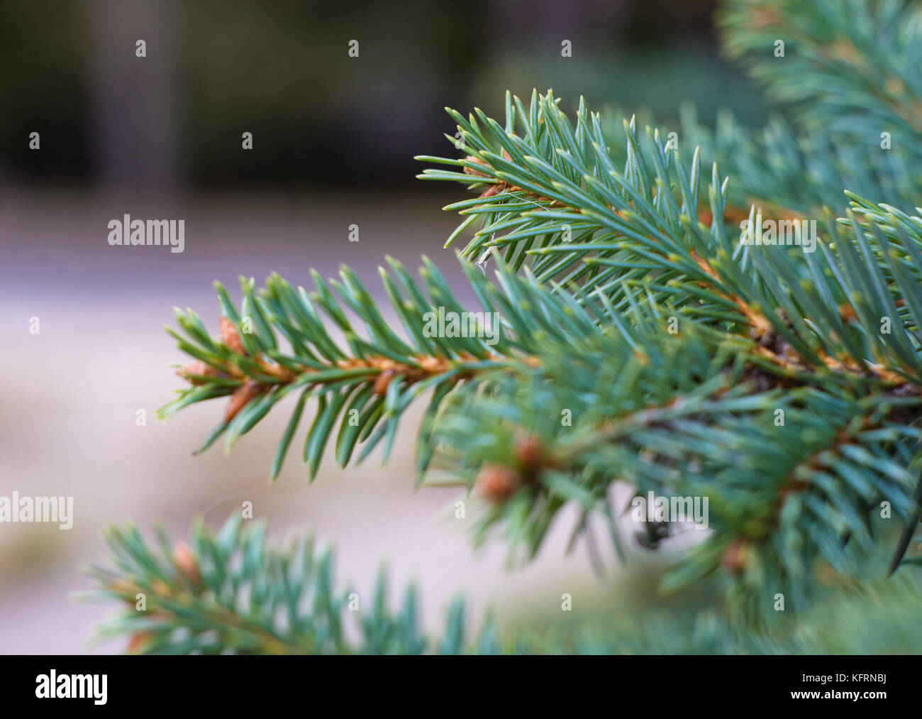 Green fluffy fir tree branch close up, Christmas wallpaper concept ...