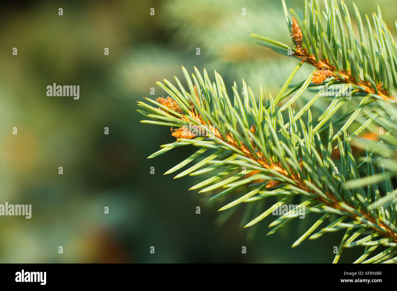 Green fluffy fir tree branch close up, Christmas wallpaper concept ...