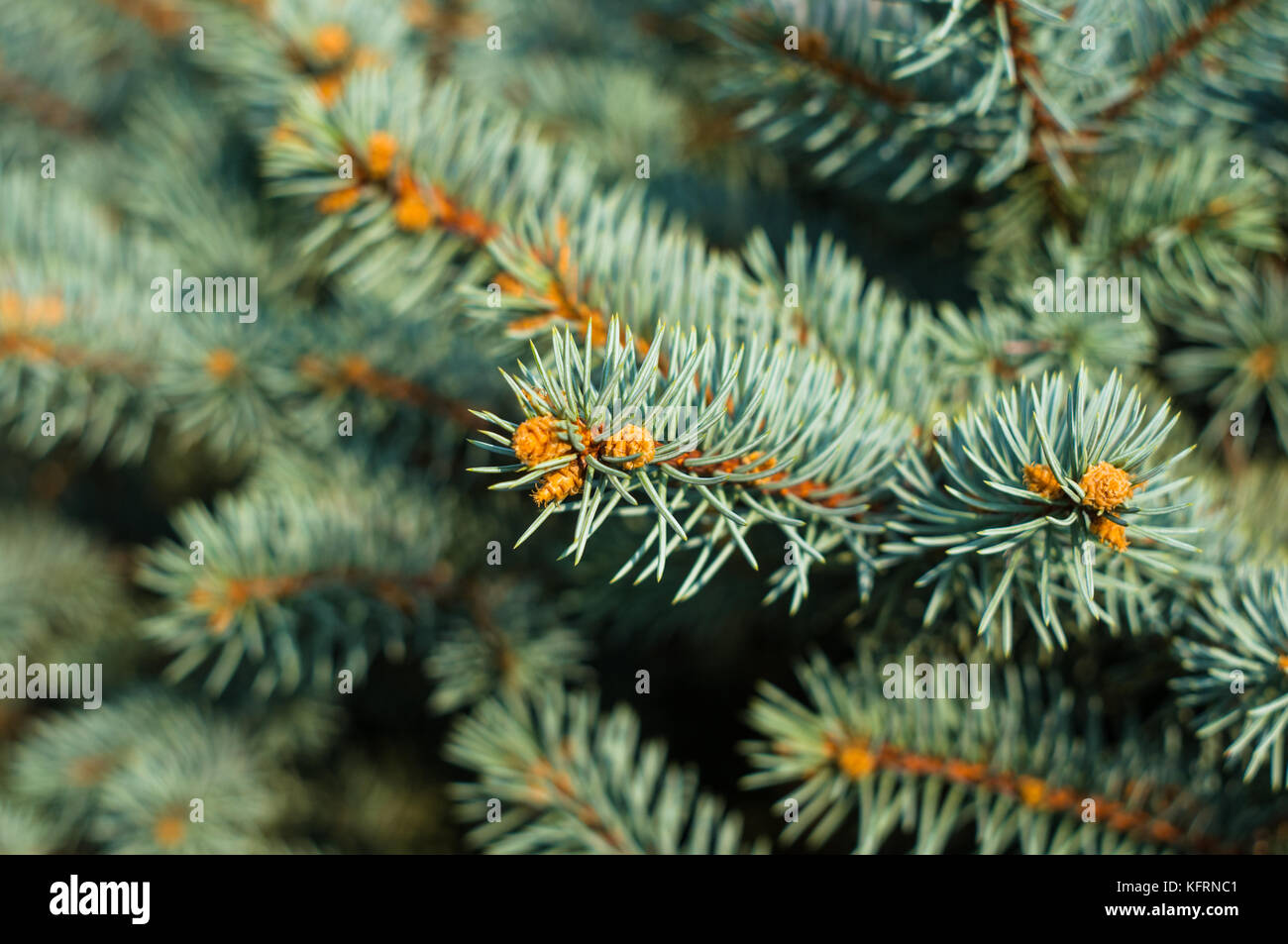 Green fluffy fir tree branch close up, Christmas wallpaper concept ...
