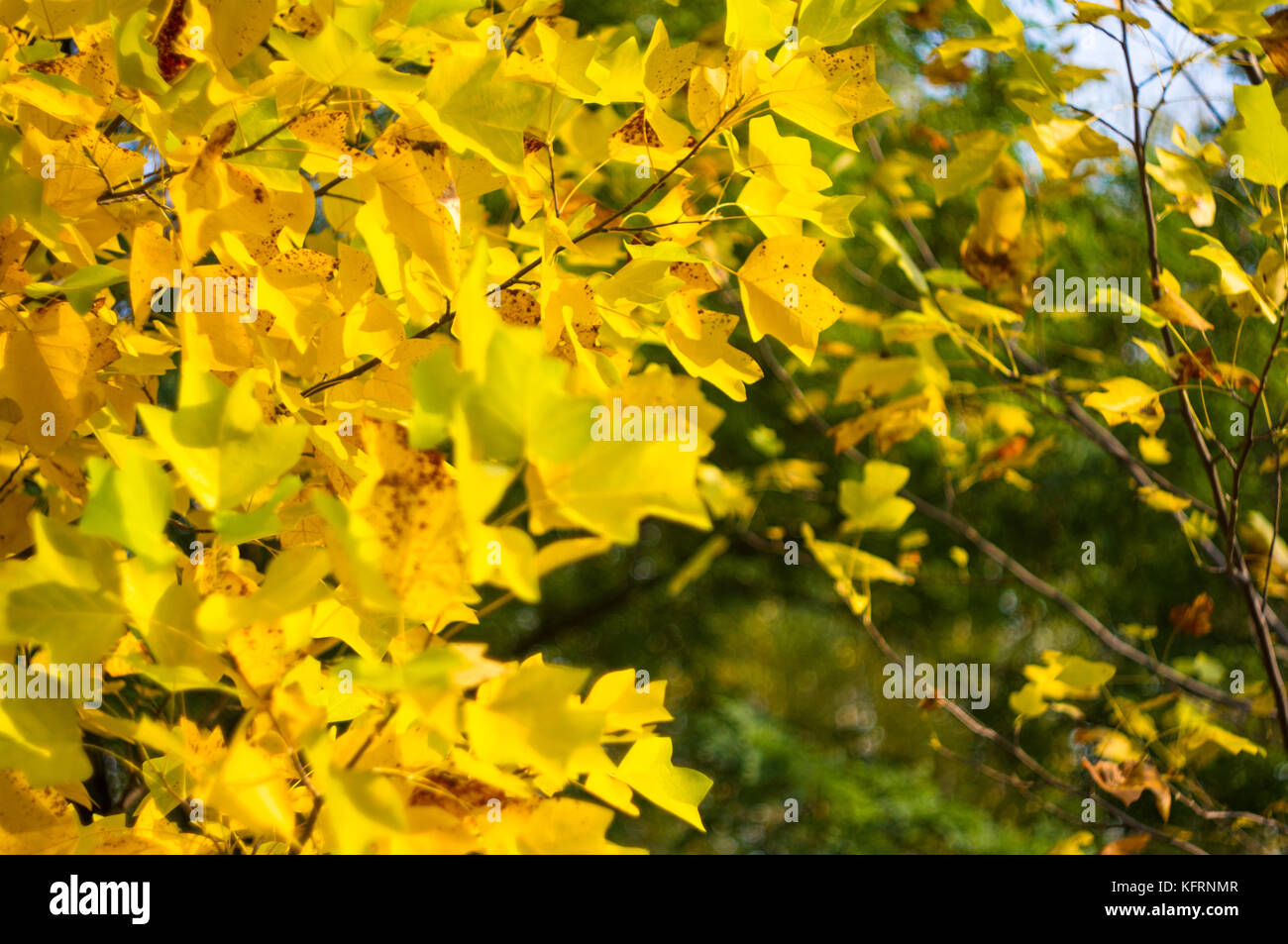 beautiful autumn yellow leaves on a large tree Stock Photo - Alamy