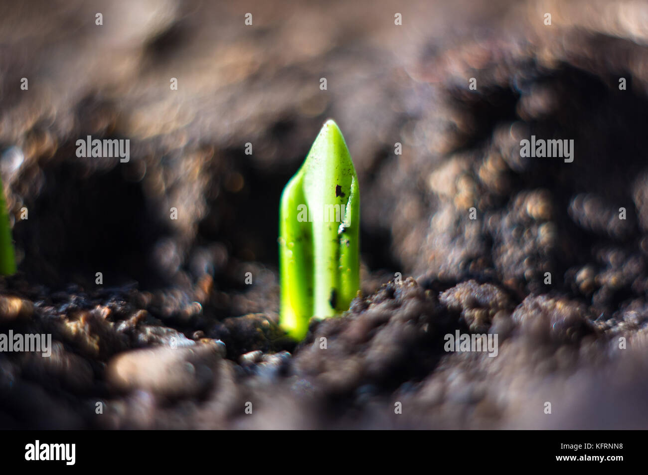 growing little green sprouts of young plants in sunlight Stock Photo ...