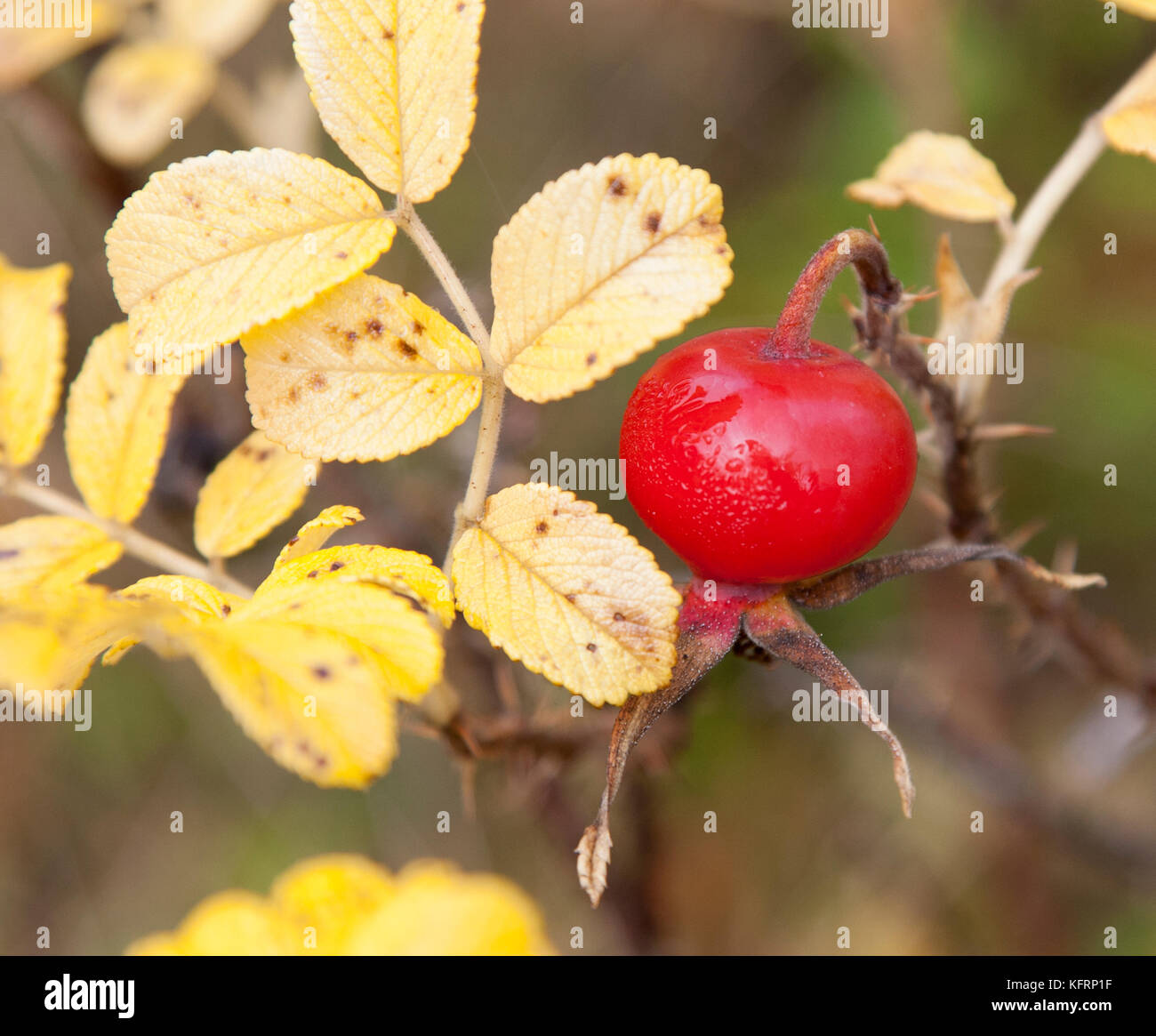 ROSE HIP or Rose haw on plant in autumn 2017 Stock Photo - Alamy