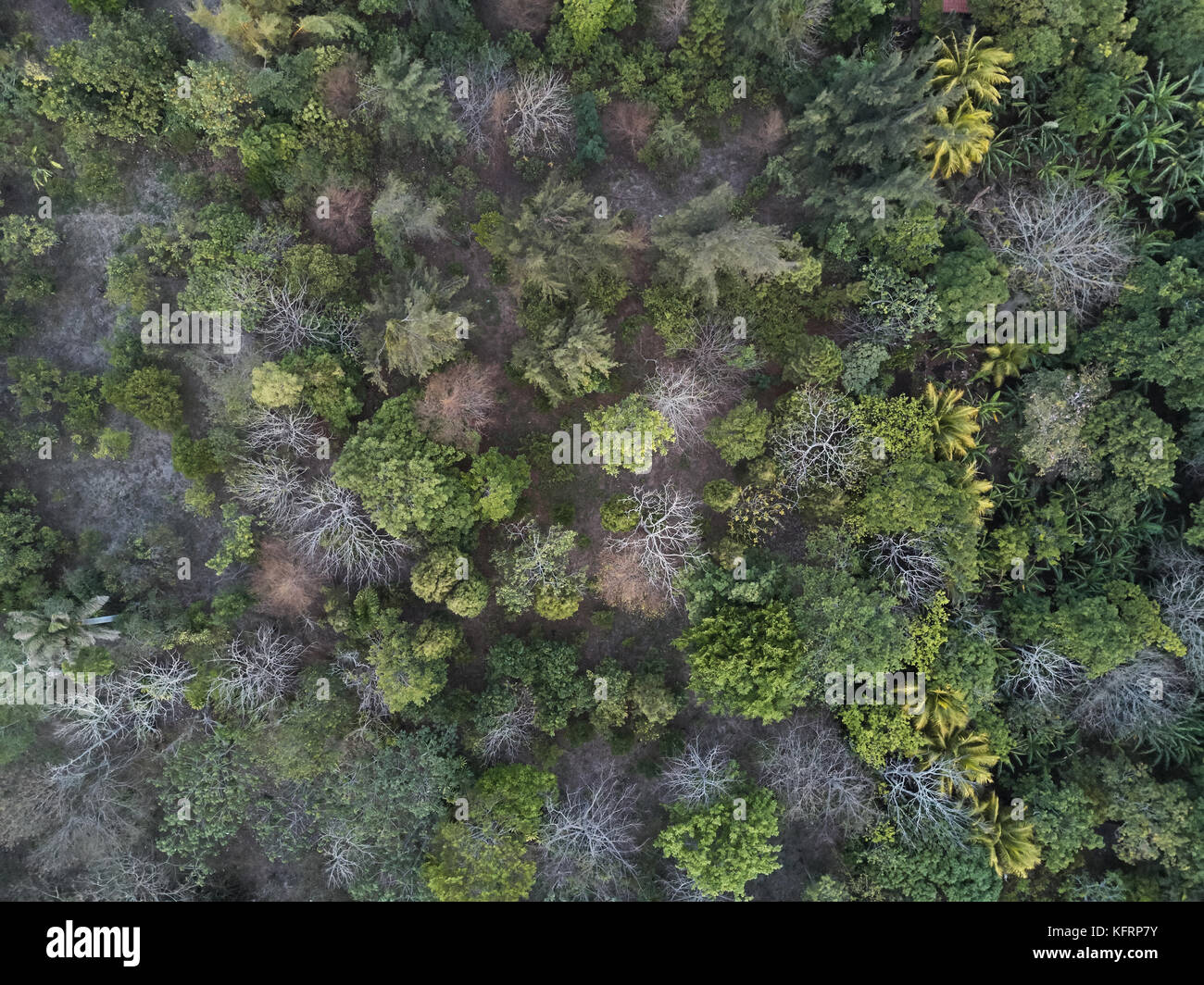 Aerial view on tropical forest. Dry trees in natural landscape Stock ...