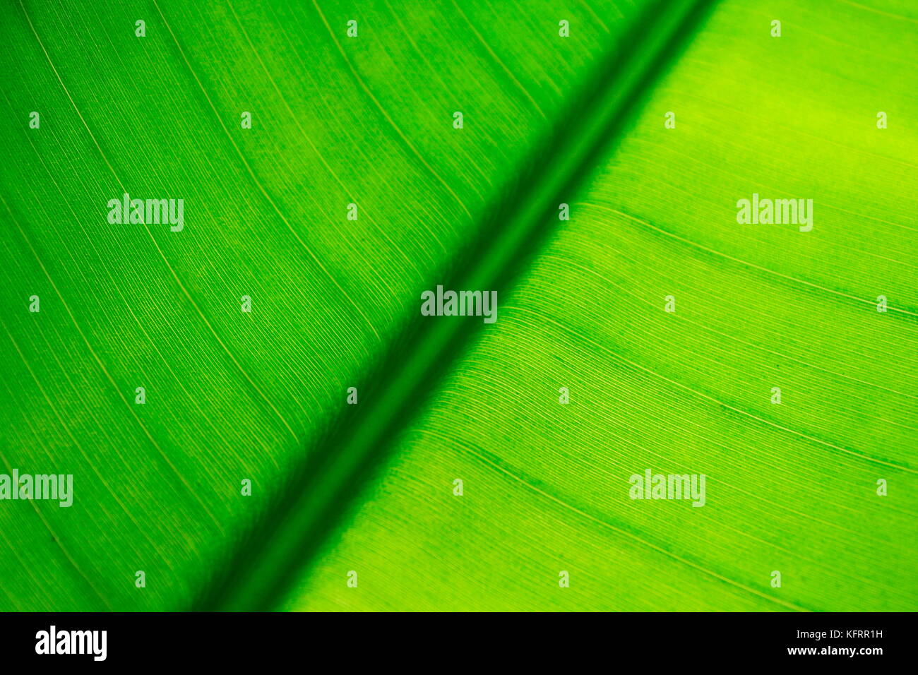 Tropical wallpapaer hi-res stock photography and images - Alamy