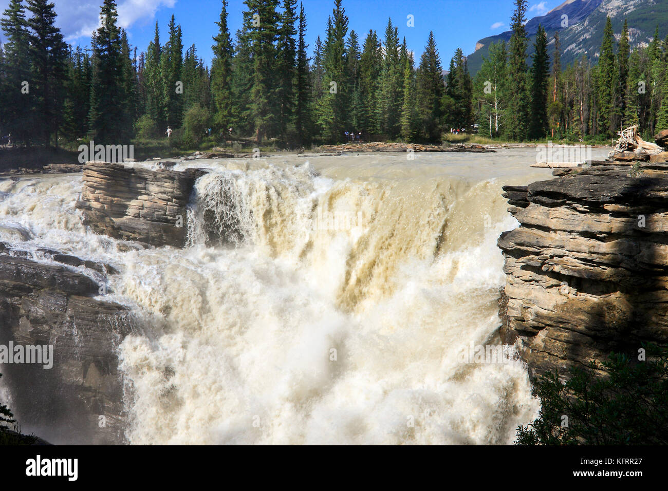 Water falls in evergreen forest hi-res stock photography and images - Alamy