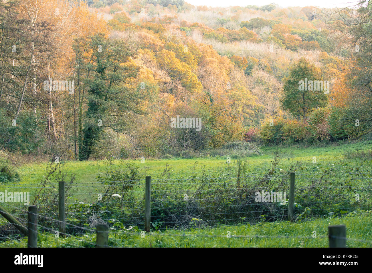Wooded valley in Worcestershire, England in Autumn splendour Stock ...