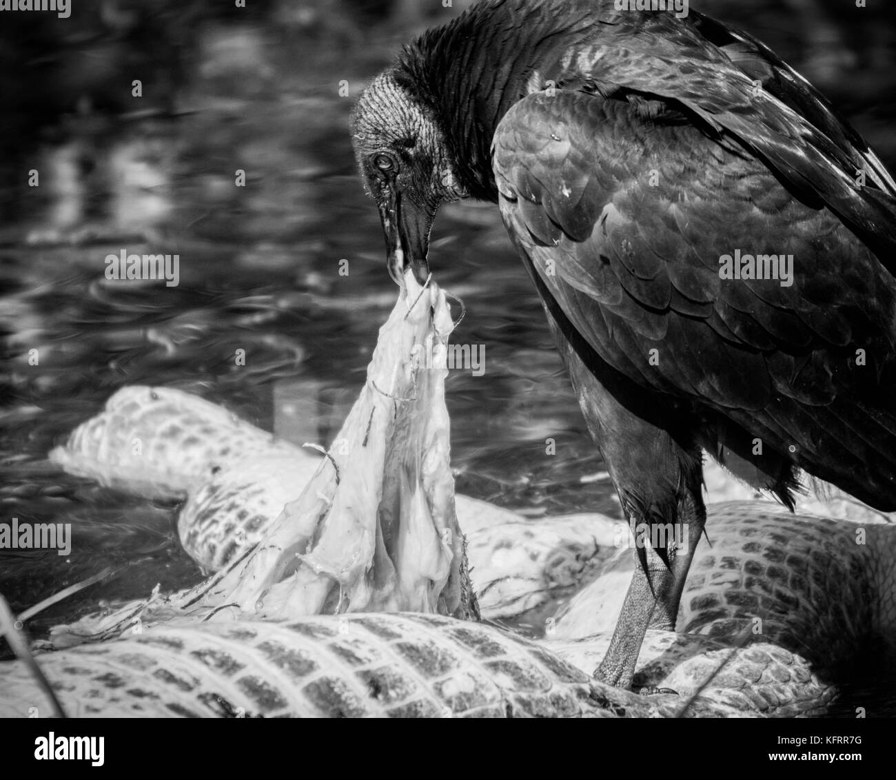 Vulture eating carrion Stock Photo - Alamy