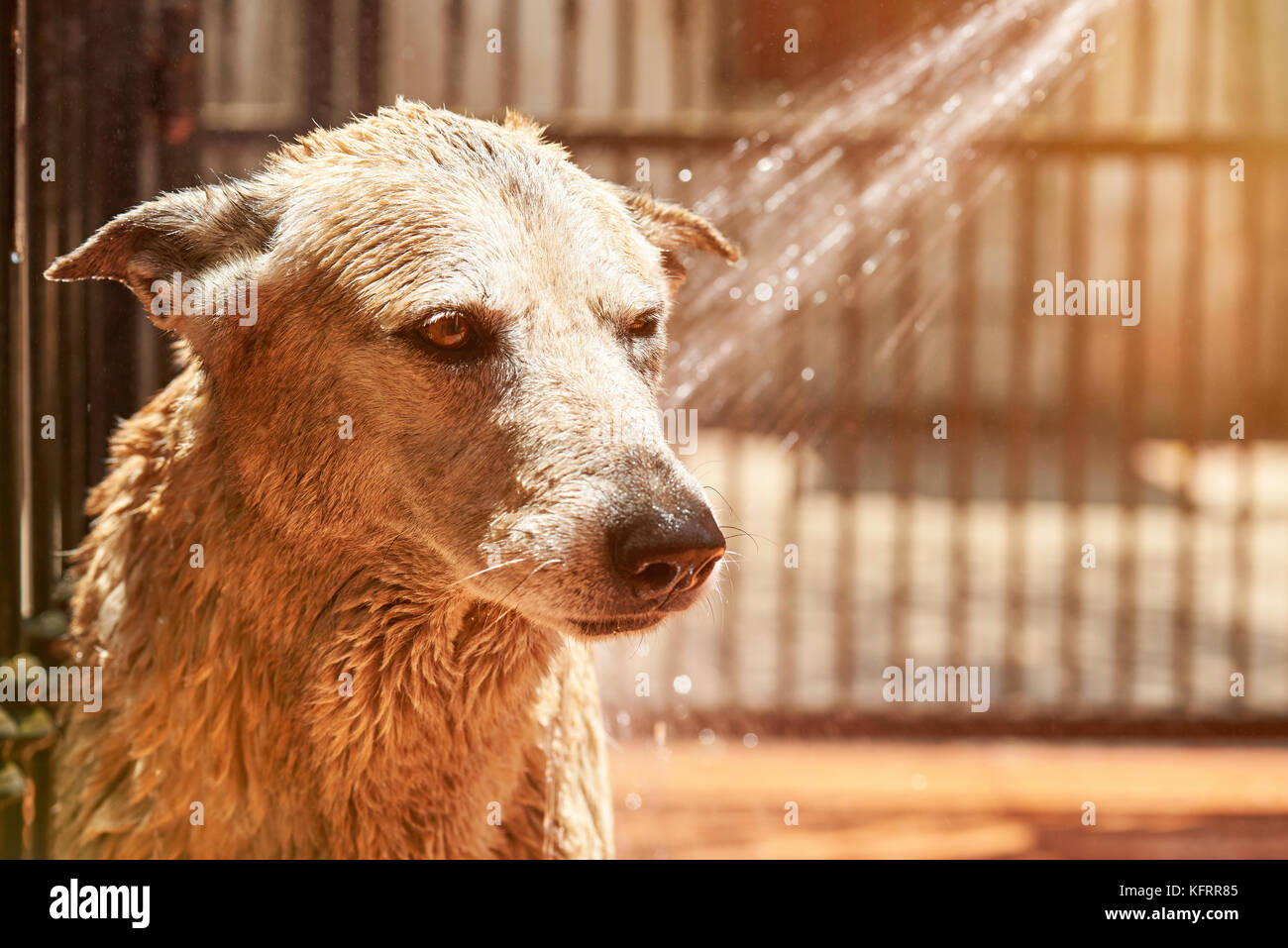 Wet dog looking miserable hi-res stock photography and images - Alamy