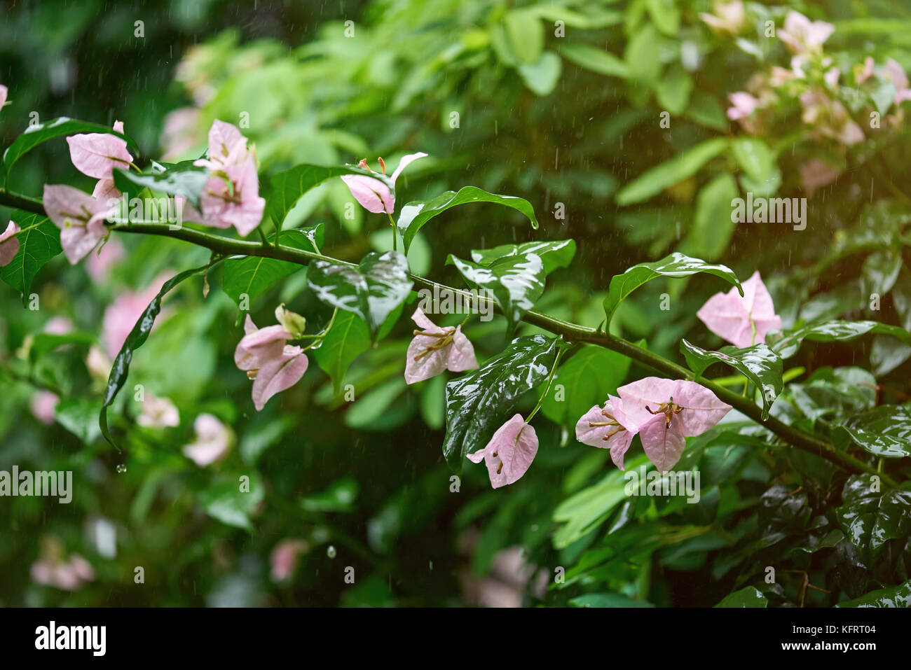 Flowers To Plant In Rainy Season at Johnny Moe blog