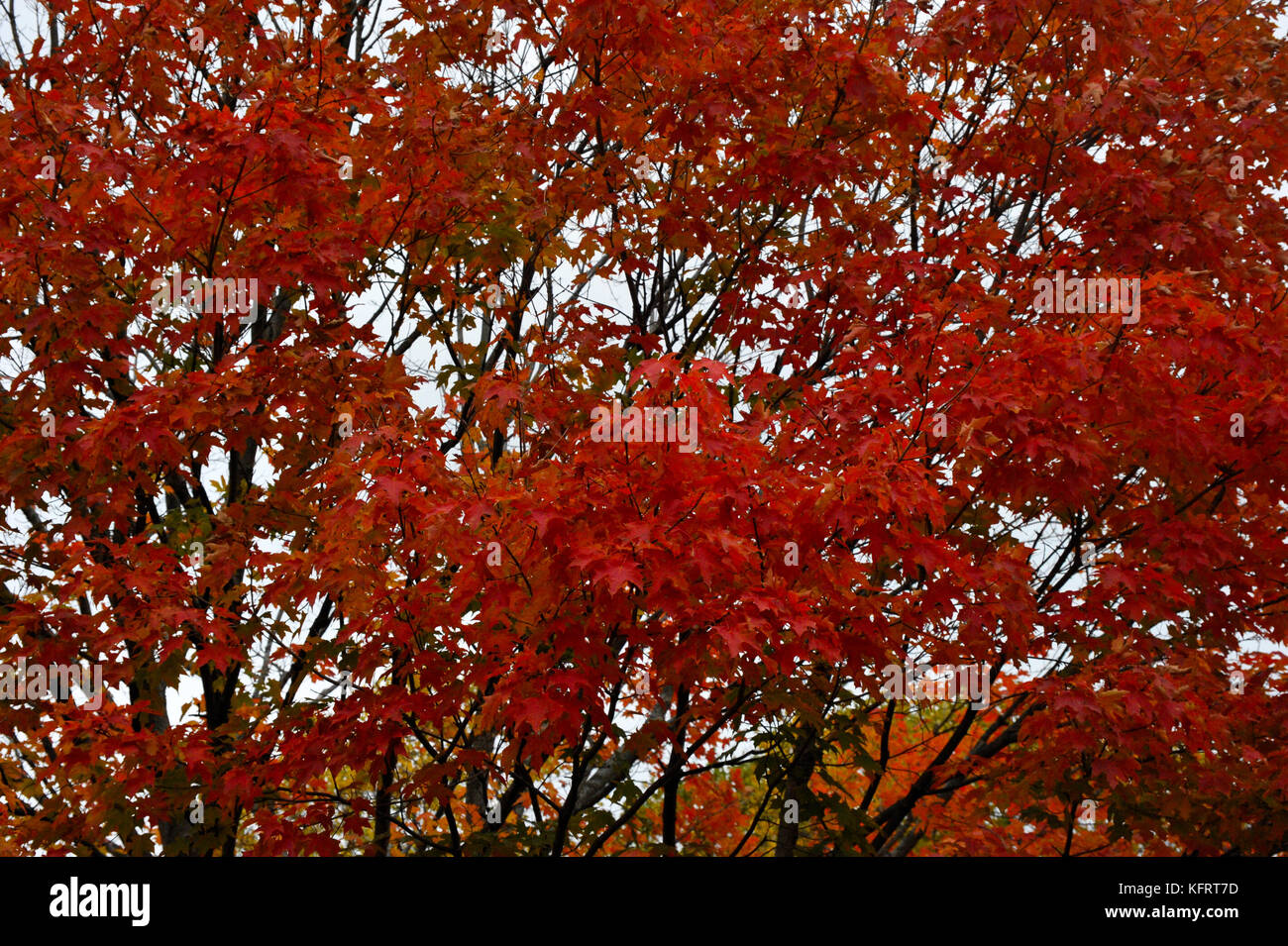 28 leaves hi-res stock photography and images - Alamy