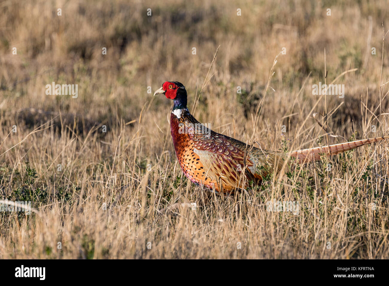 Ring-necked pheasant (Ring-necked pheasant), near the Badlands National ...