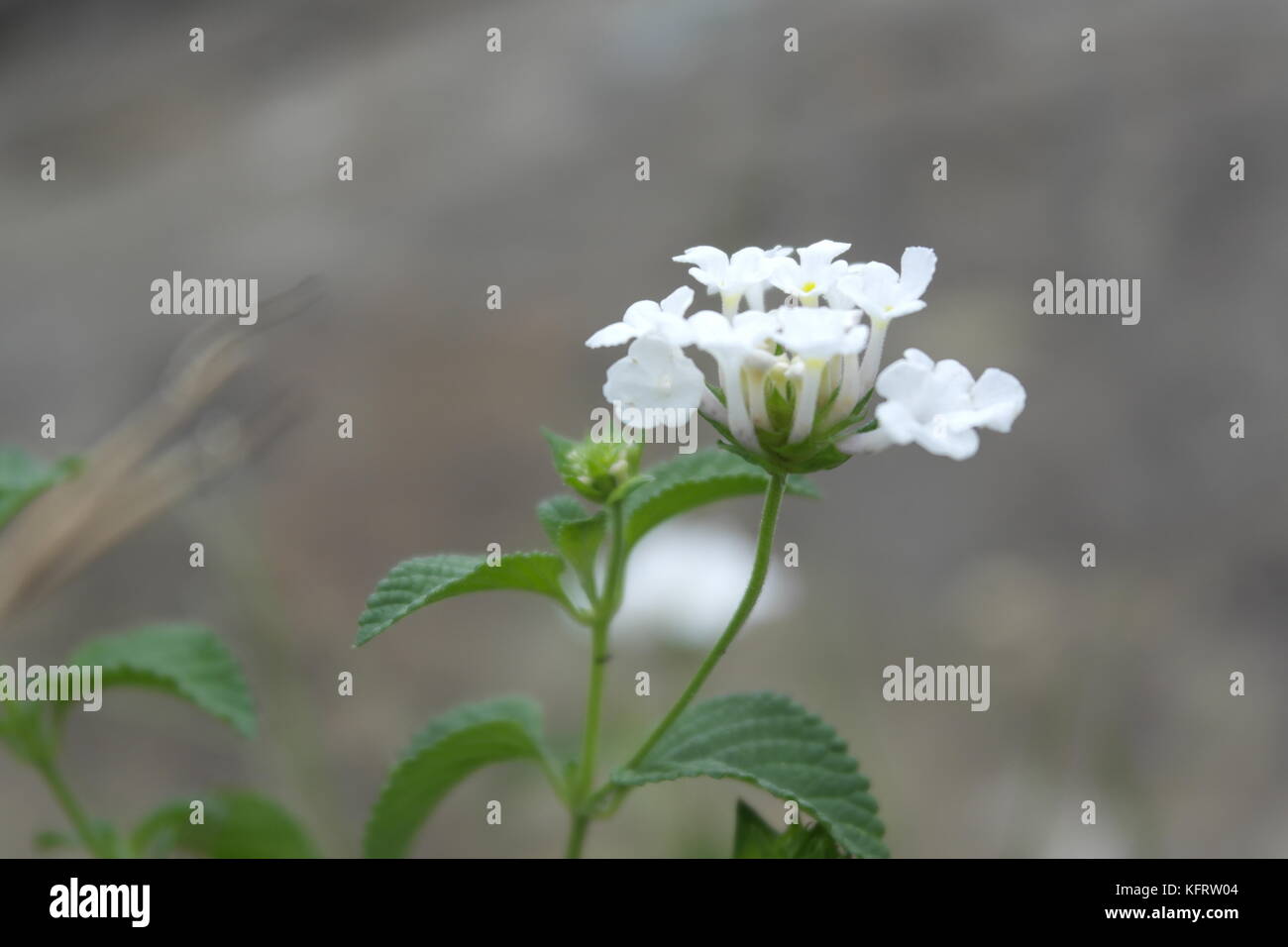 white wild flower Stock Photo - Alamy