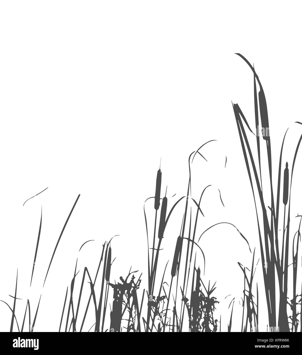 Tall reed Stock Vector Images - Alamy