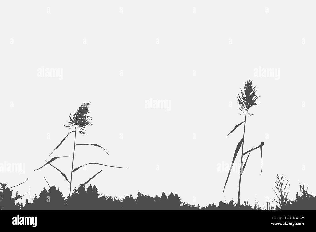 Silhouette of Reed Bush. Vector Illustration Stock Vector Image & Art ...