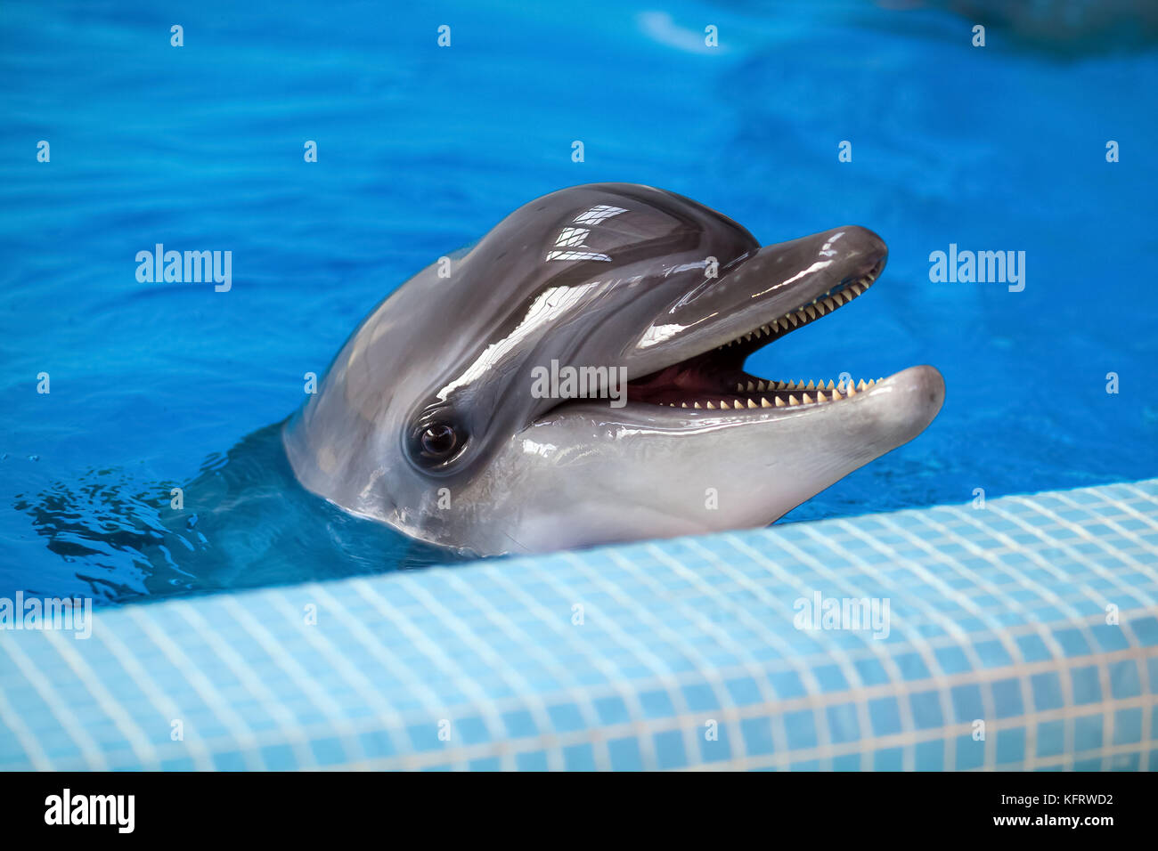 Dolphin Face Close Up Stock Photos & Dolphin Face Close Up Stock Images ...