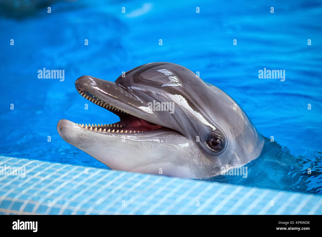 Close-up of an adult gray dolphin looking at the camera and smiling in ...