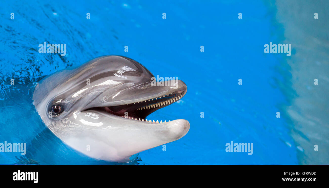 Close up of an adult gray dolphin looking at the camera and smiling in ...