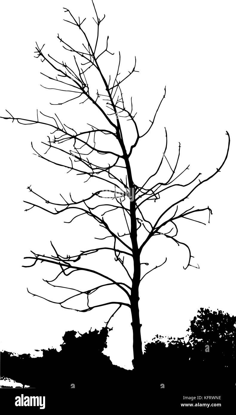 Silhouettes of Trees on subtle background. Tree Pattern. Vector ...